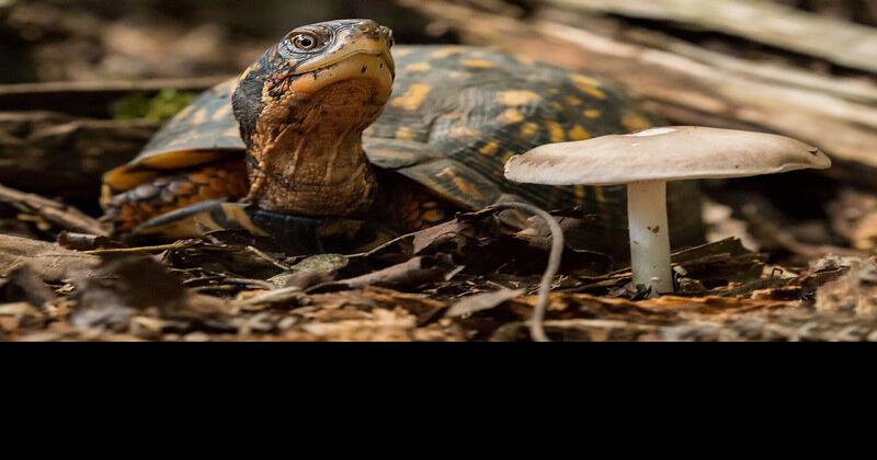 box turtle | | fredericknewspost.com