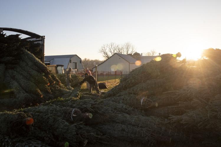 Festive Farms: Three businesses come alive with Christmas spirit | Arts ...