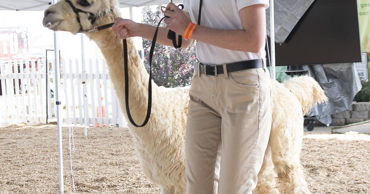 Alpacas conquer their jitters, brave real-world challenges in ...