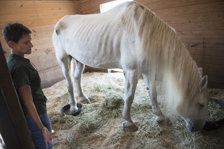 draft horse rescue