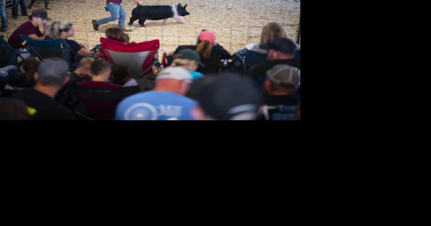 Animals hog spotlight at Swine Market Show | Great Frederick Fair ...