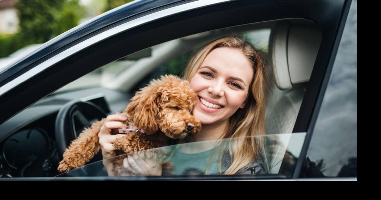 Dogs top the list of the most popular pets in the US | Ap ...