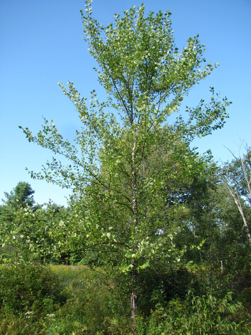 River birch native to Frederick County | Environment ...