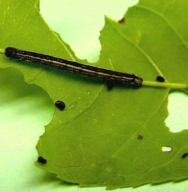 Mountain laurel and canker worm | Frederick County | fredericknewspost.com