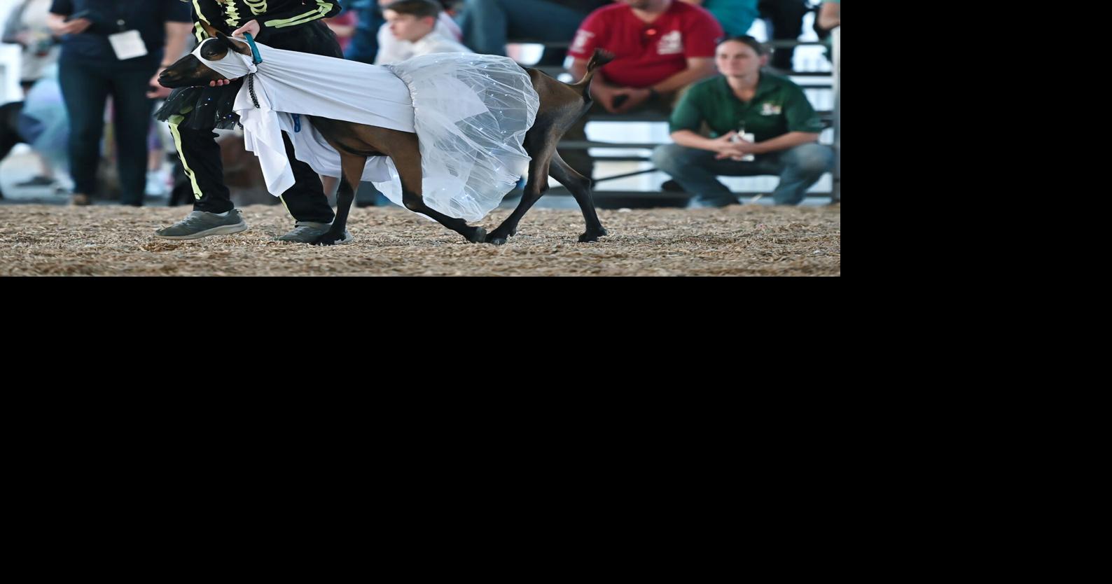 Kids in costumes: Youths and goats dress up for Pretty Goat Contest ...