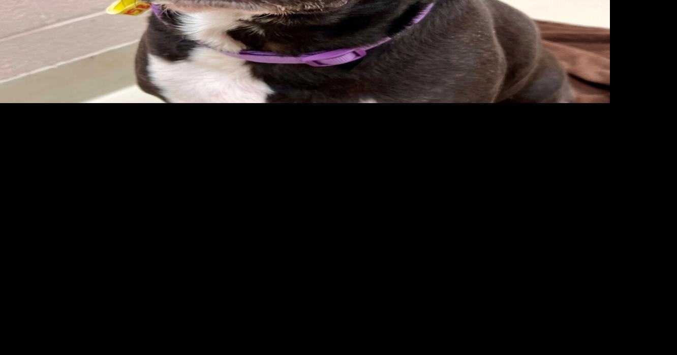 Angel | Pets And Animals | fredericknewspost.com
