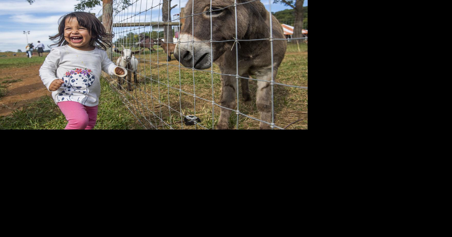 Summers Farm offers fall fun at new Middletown location | Agriculture ...