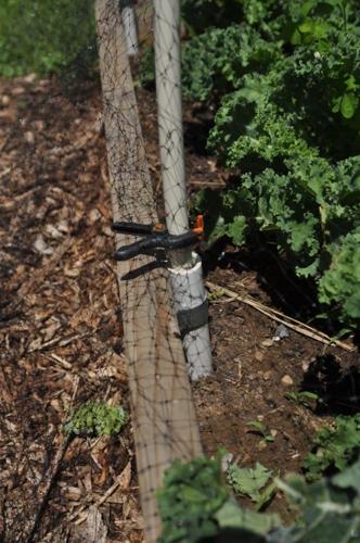 Varmints: First, a rant. Then, a solution. | Home And Garden ...