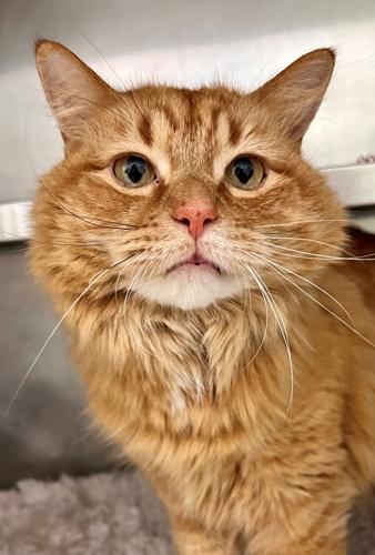 Jerry | Pets And Animals | fredericknewspost.com