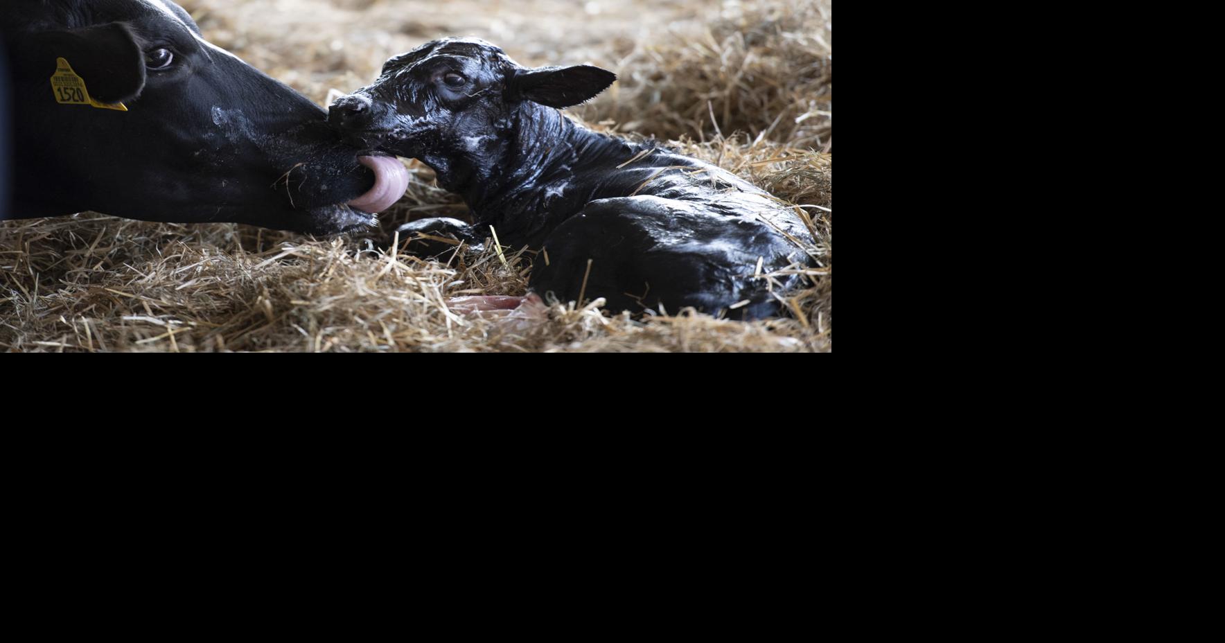 Newborn calf named Buttercup by Great Frederick Fair crowd | Great ...