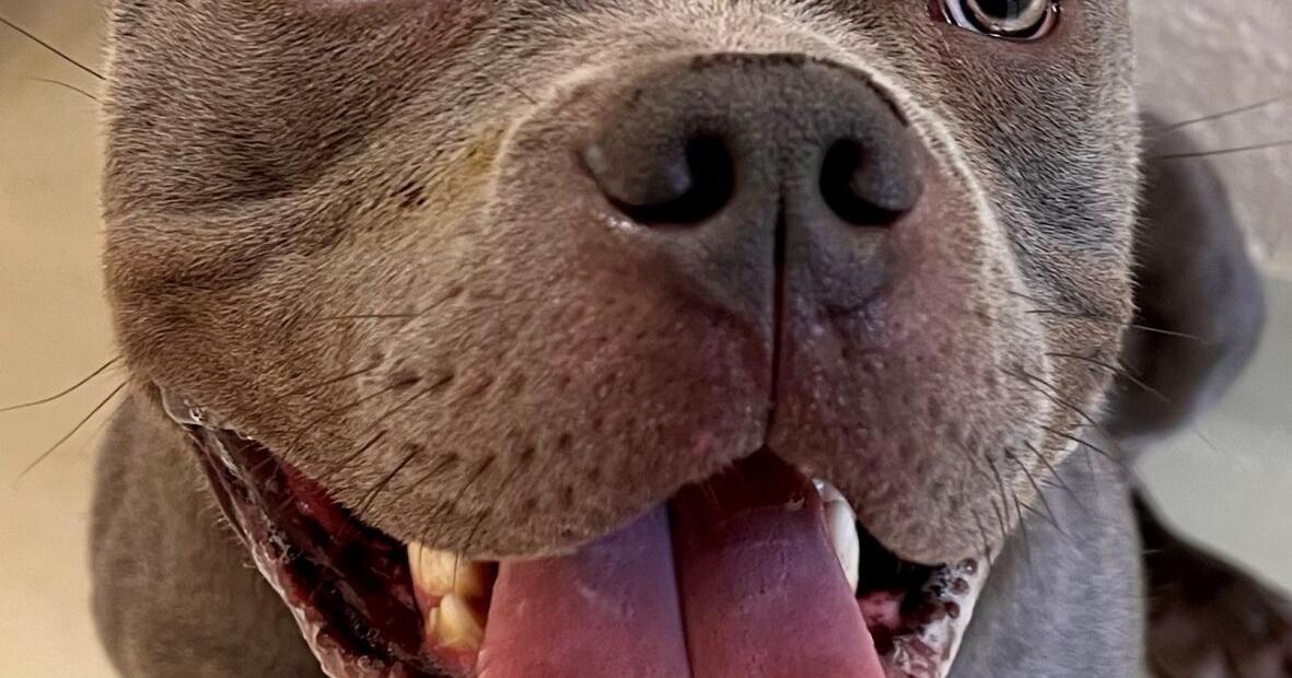 Looking for a home — Aug. 12 | Pets And Animals | fredericknewspost.com