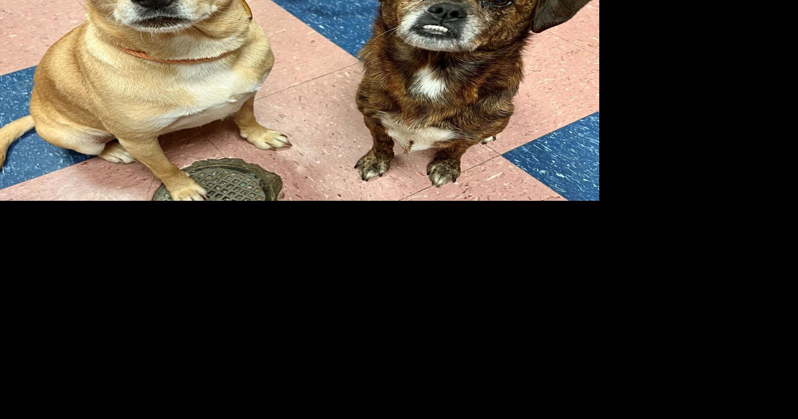 Featured pets — Nov. 4 | Pets And Animals | fredericknewspost.com