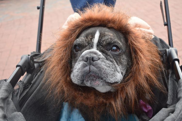 getting a dog dressed