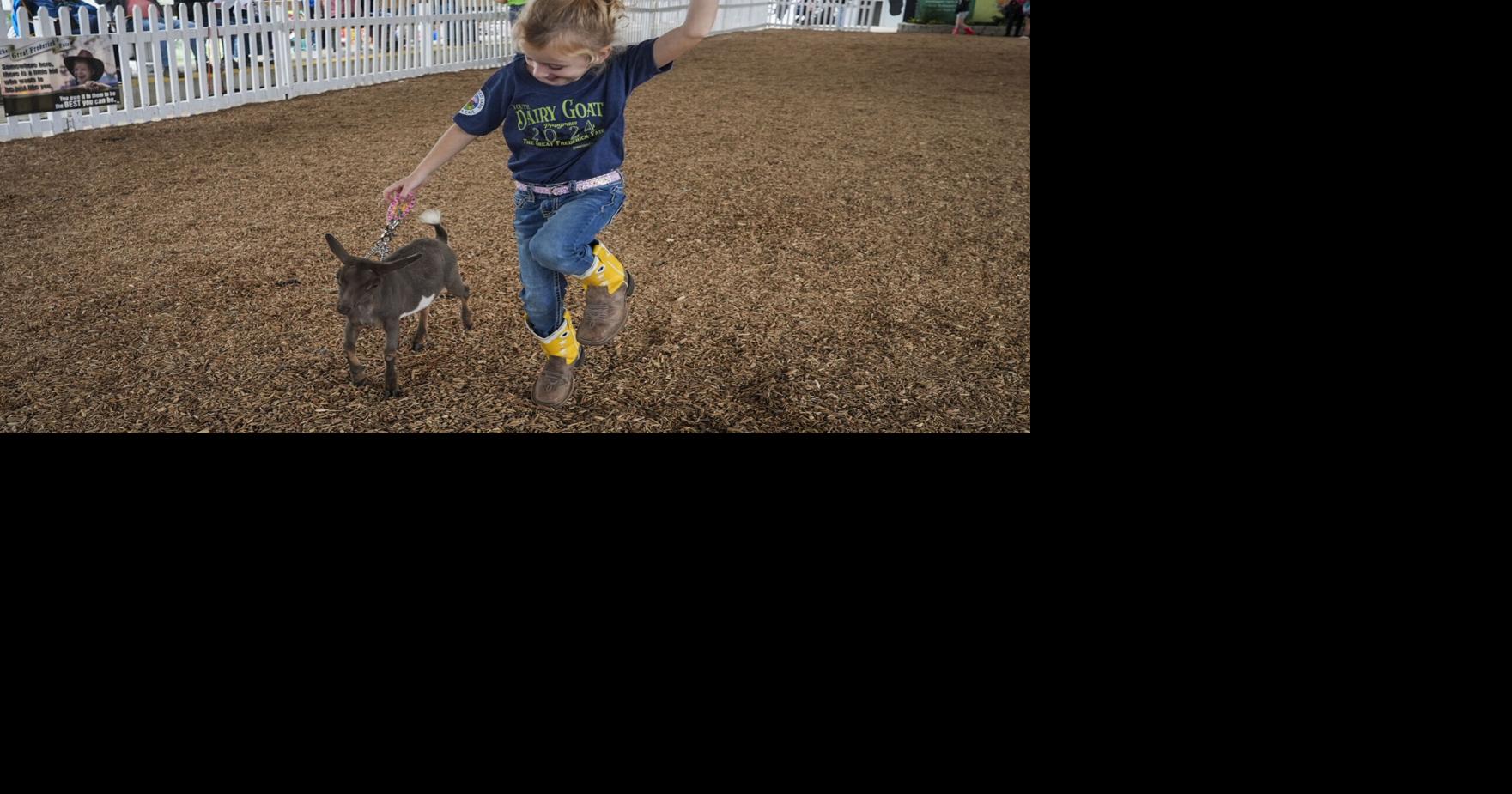 Show at fair is a search for just the right goat | Great Frederick Fair ...