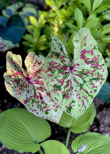 Heart to Heart ignites a fiery revival in caladiums | Home And Garden ...