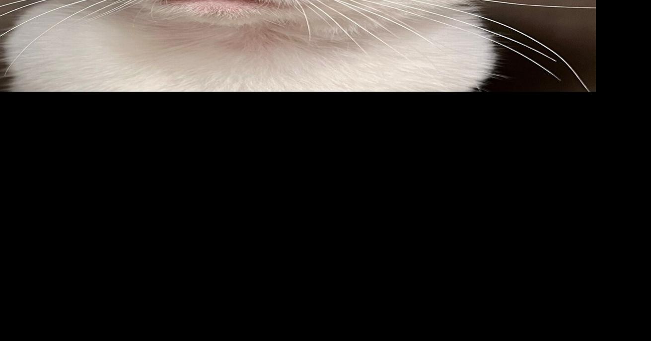 Helen | Pets And Animals | fredericknewspost.com