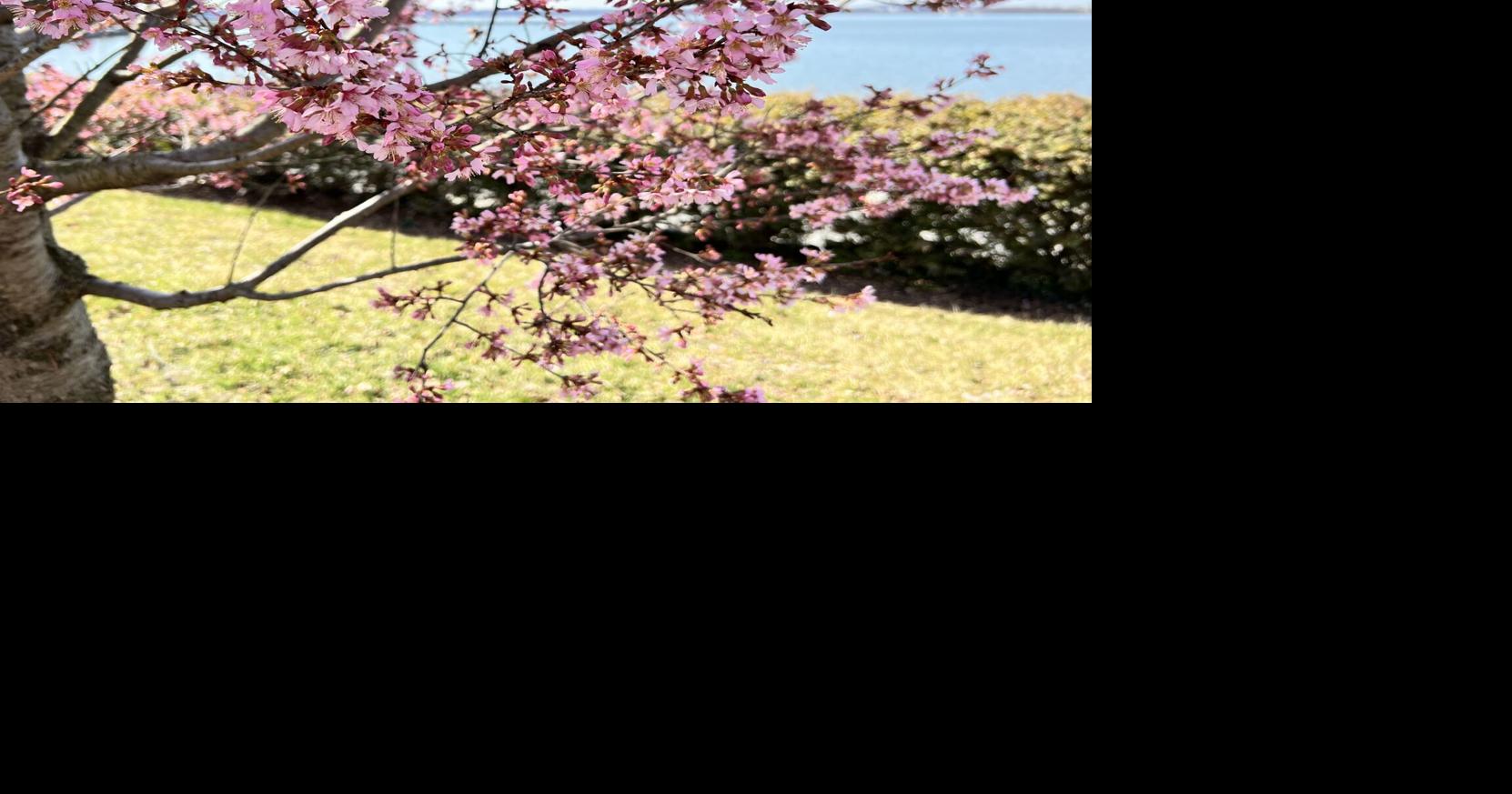 It’s time to see the cherry blossoms at the National Harbor | Arts ...