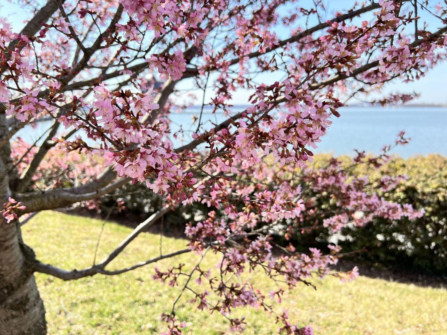 It’s time to see the cherry blossoms at the National Harbor | Arts ...