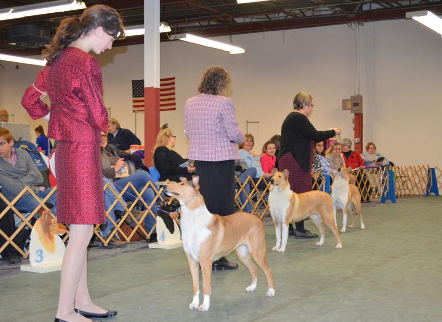 Collie show draws handlers, dogs from across the region | Pets And ...