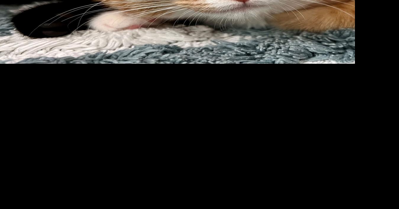 Sienna | Pets And Animals | fredericknewspost.com