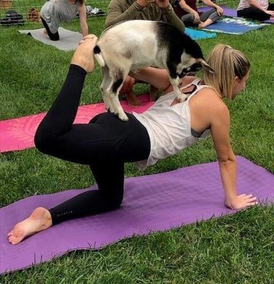 Goat Yoga at Rocky Point Creamery | Classes, workshops & lectures ...