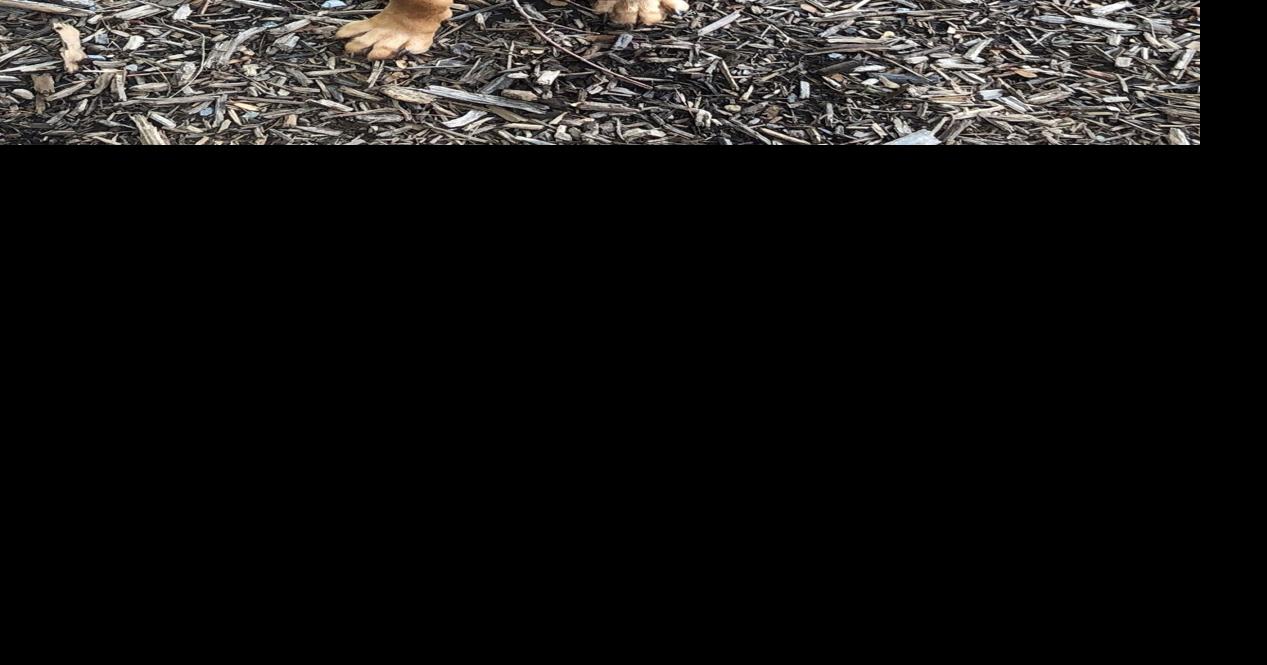 Bolin | Pets And Animals | fredericknewspost.com