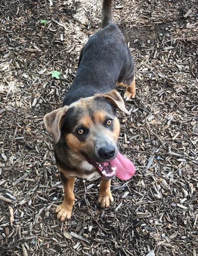 Bolin | Pets And Animals | fredericknewspost.com