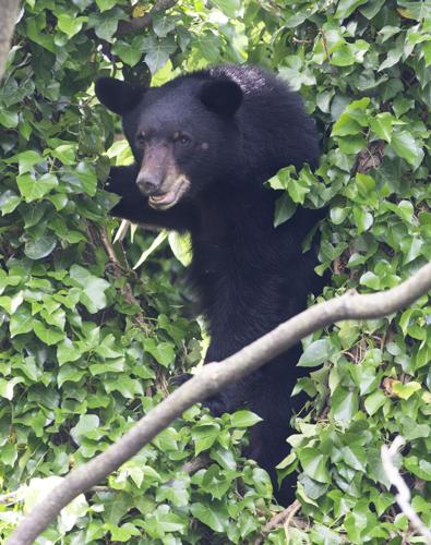 Tranquilized black bear captured; OK after 40-foot fall from downtown ...