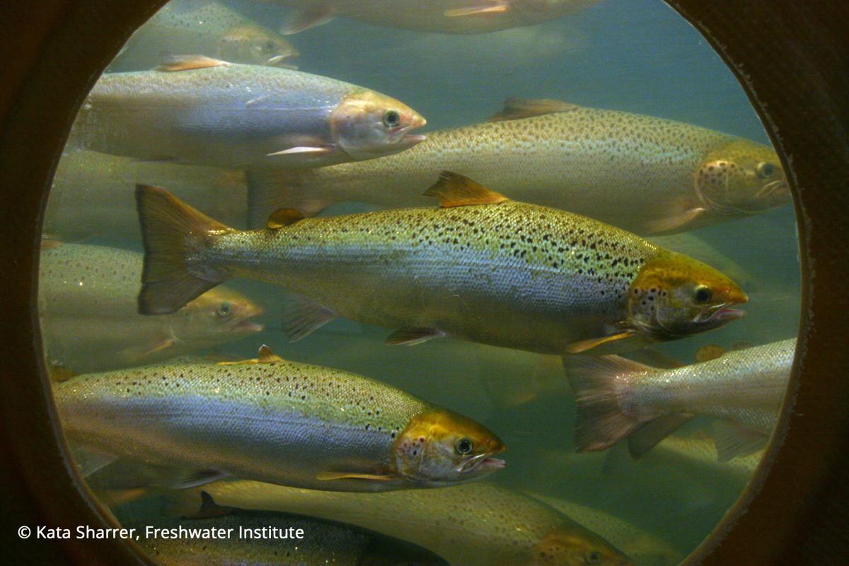 Local, sustainable salmon make a splash at Wegmans in Frederick | Food ...