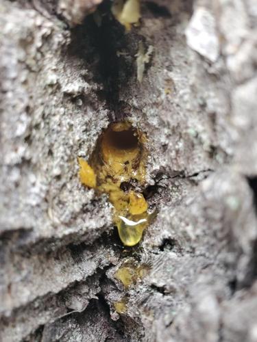 From Sap to Syrup! Free Maple & Walnut Sugaring Demo at Willow Oaks ...