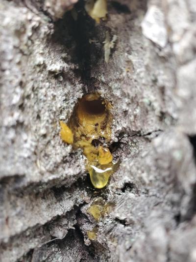 From Sap to Syrup! Free Maple & Walnut Sugaring Demo at Willow Oaks ...