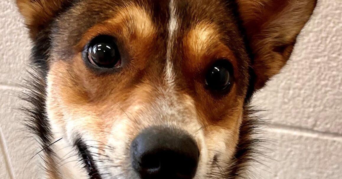 Featured pets — July 8 | Pets And Animals | fredericknewspost.com