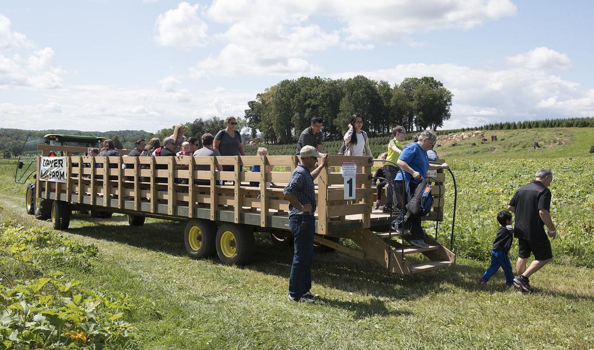 Apple picking at Gaver Farm: Find your favorite | Food ...