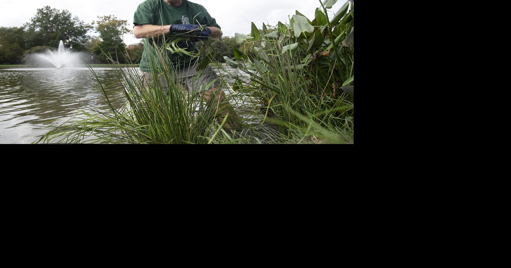 On the banks of Culler Lake: Volunteers, city prepare for second round ...