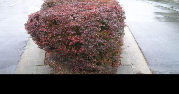 Japanese Barberry and Ticks | Environment | fredericknewspost.com