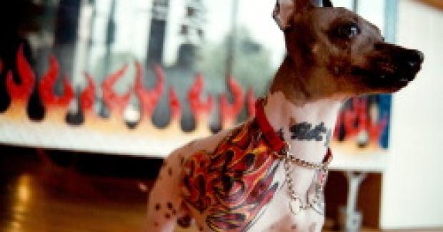 Hot Rod, the illustrated dog | Archives | fredericknewspost.com