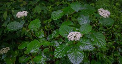 Nature Notes: Native Hydrangea Now in Bloom | Frederick County ...