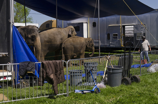 Circus counters claim of elephant mistreatment | Arts & entertainment ...