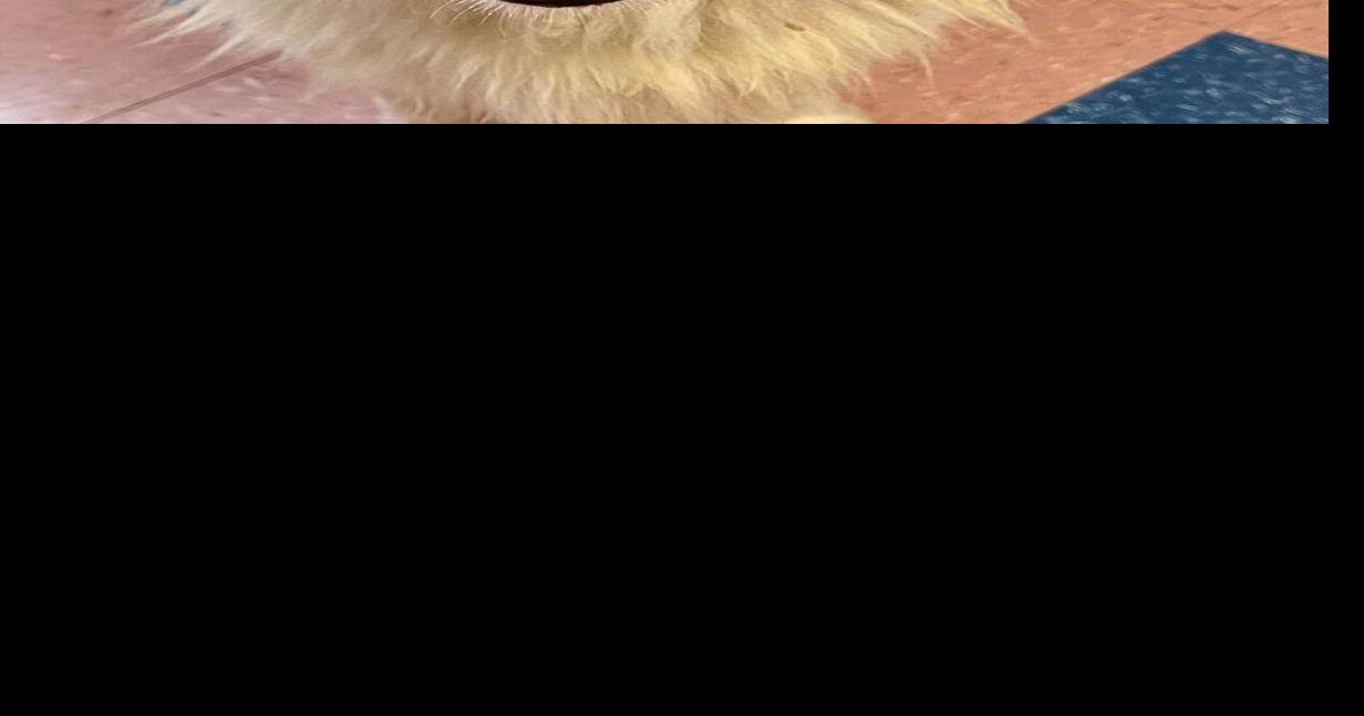 Featured pets — Oct. 19 | Pets And Animals | fredericknewspost.com