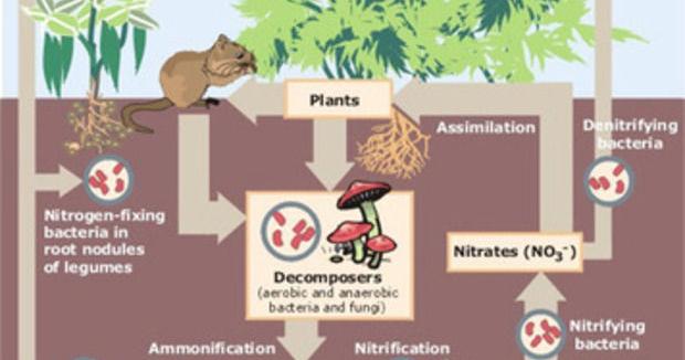 how does nitrogen cycle occur