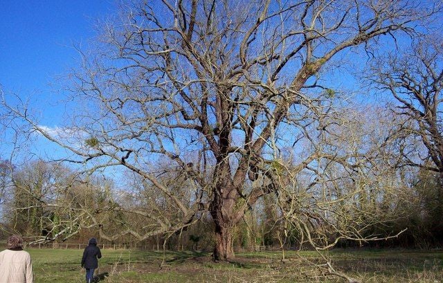 Dormancy in plants | Environment | fredericknewspost.com