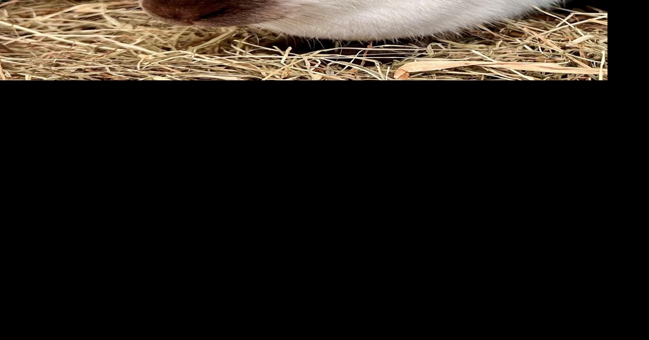 Sally | Pets And Animals | fredericknewspost.com