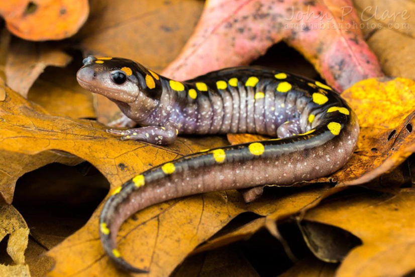 The Great Spotted Salamander Migration | Outdoor activities & events ...