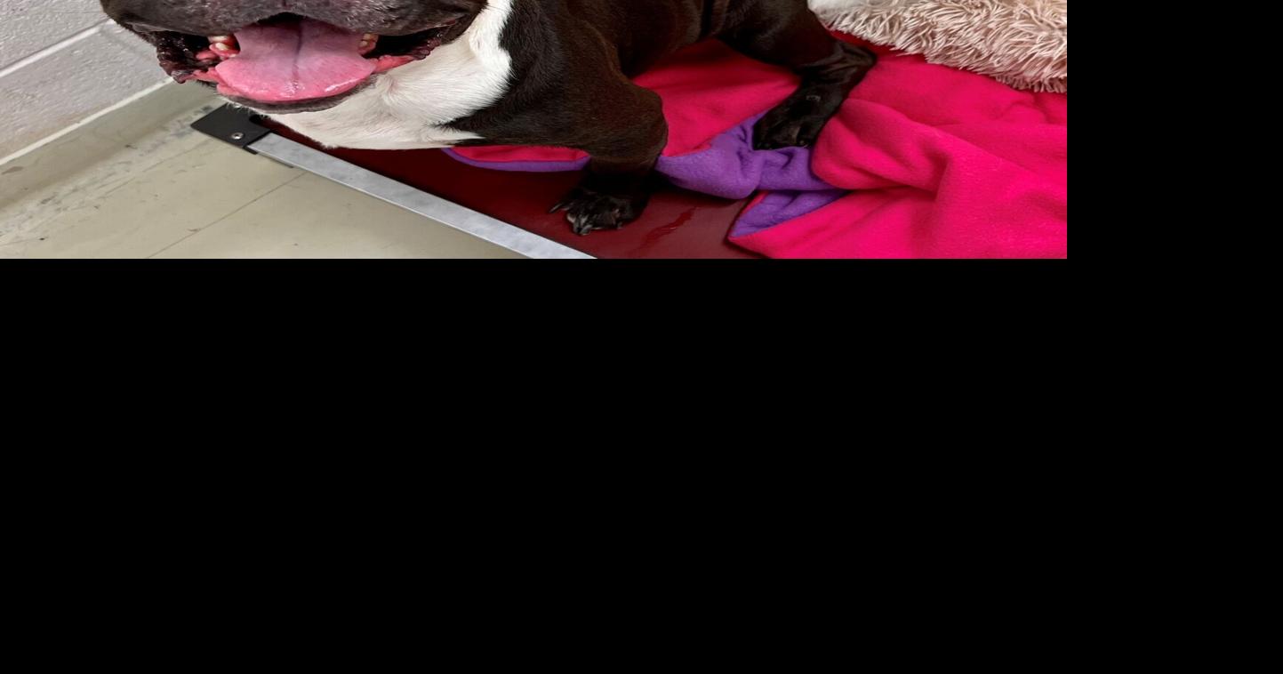 Nellie & Zeus | Pets And Animals | fredericknewspost.com