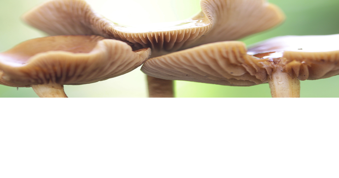 Growing Edible Mushrooms | Classes, workshops & lectures ...