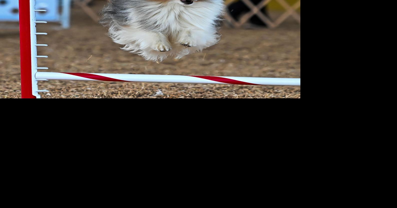 Dog show brings smiles, wagging tails at fairgrounds | Great Frederick ...