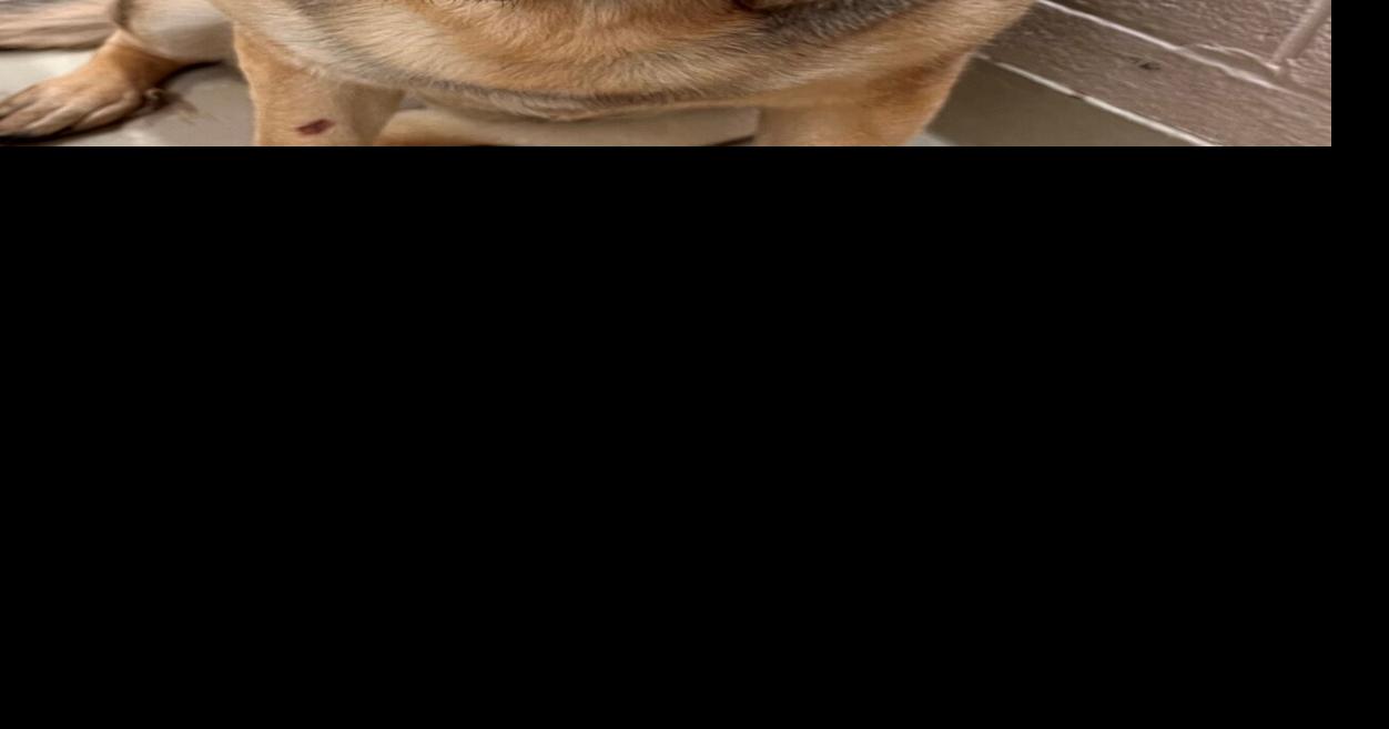 Ada | Pets And Animals | fredericknewspost.com