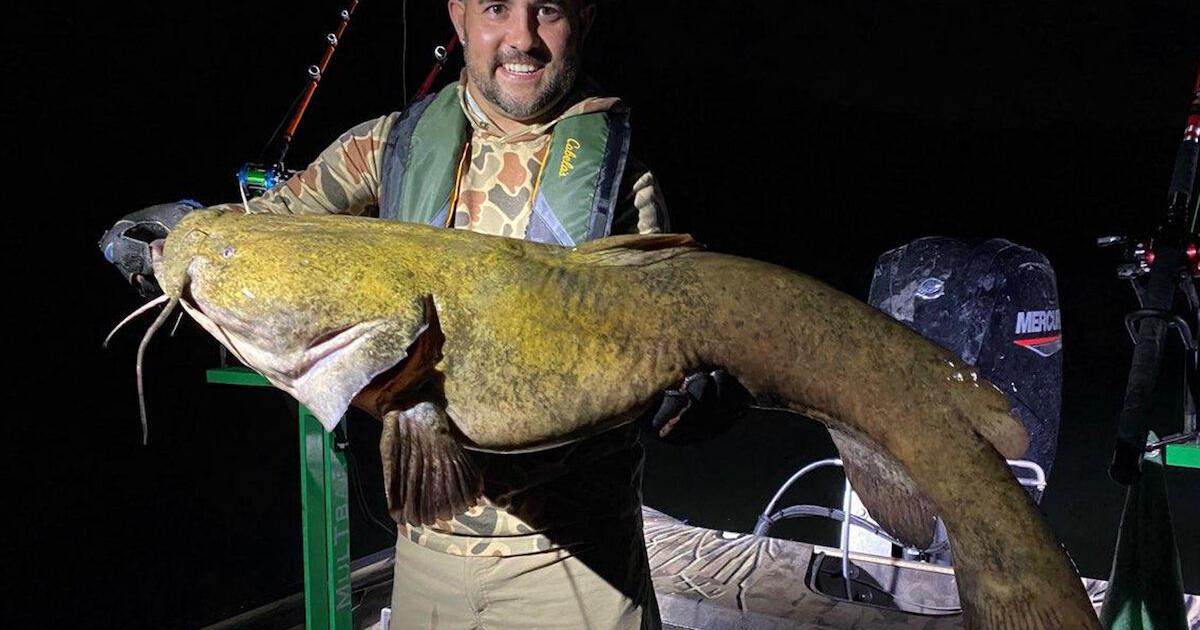Today's Sportsman: Flathead catfish numbers have increased dramatically ...