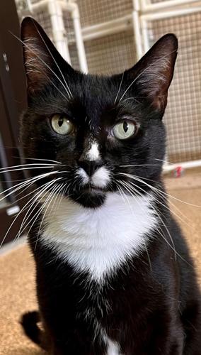 Oreo | Pets And Animals | fredericknewspost.com