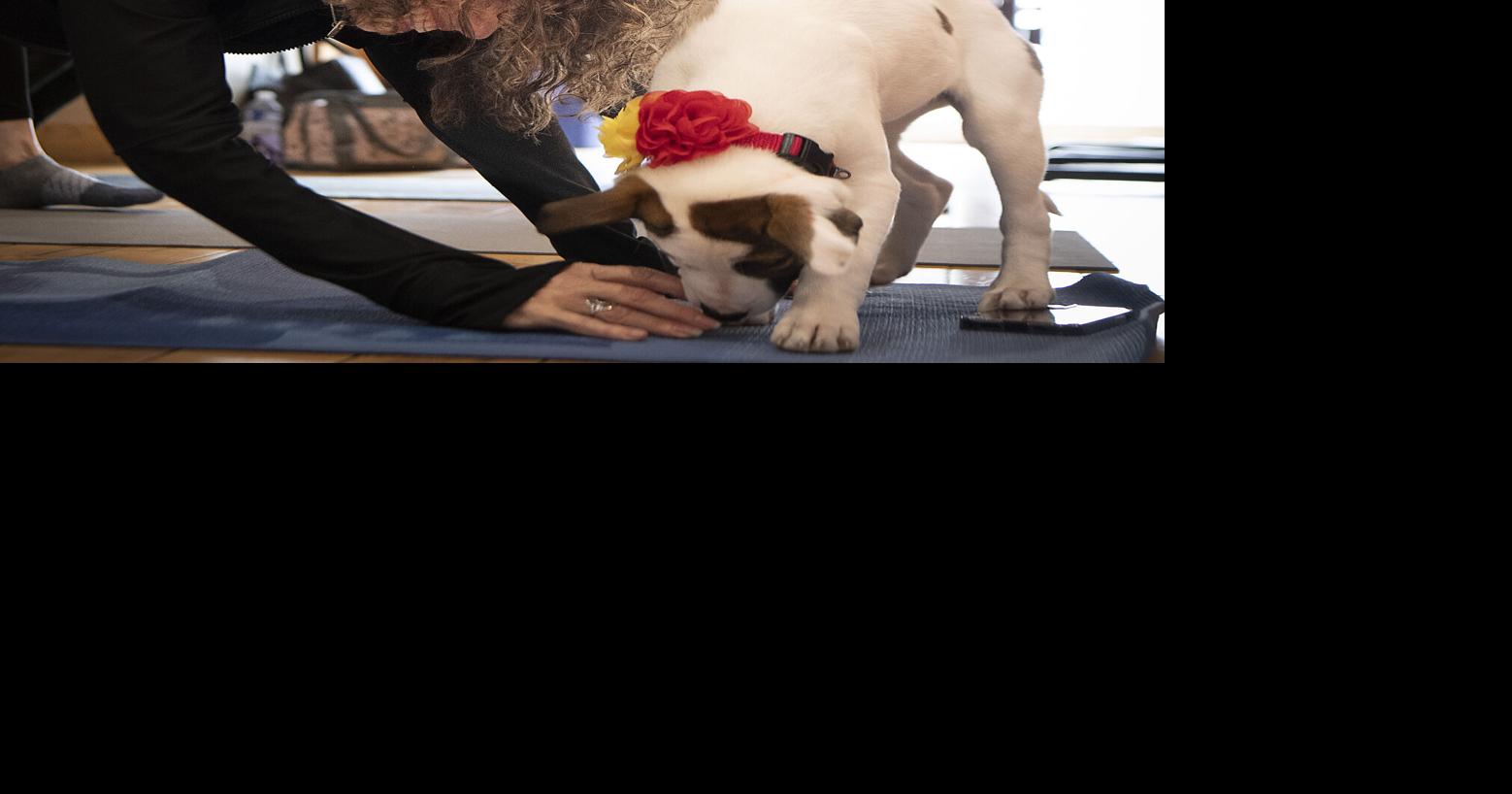 Posing with puppies: Doggy Noses and Yoga Poses returns to Mount Airy ...